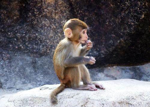 Dreams about Monkey, Monkey Dream Meanings and Interpretations